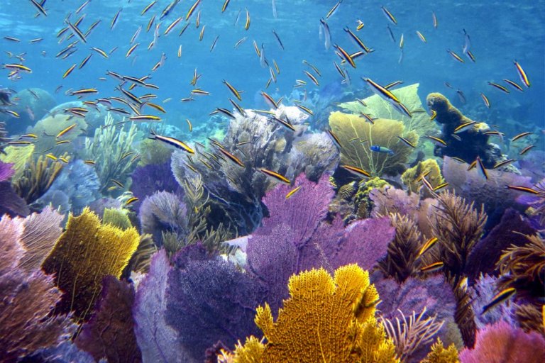 The Best Culebra Snorkeling Tour for Unforgettable Underwater